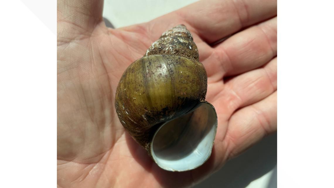New invasive species in Georgia: snails | 11alive.com
