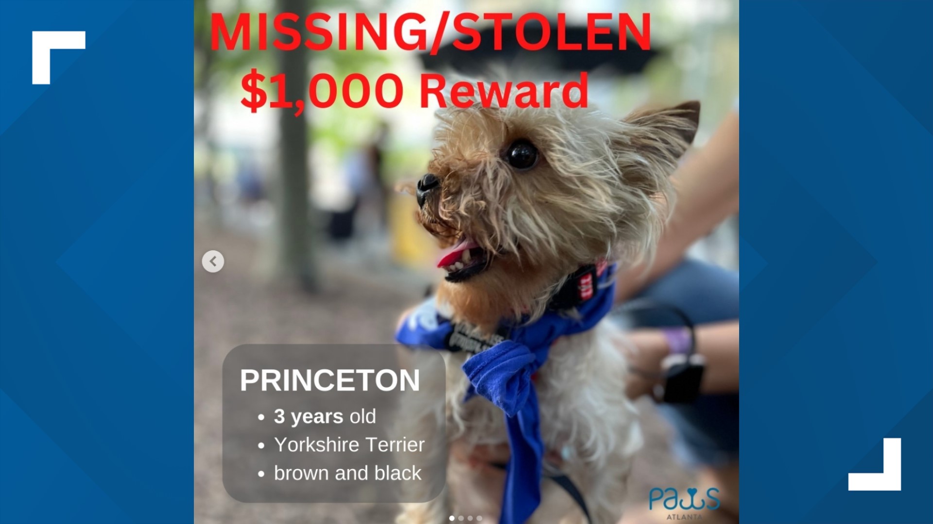 Stolen PAWS Atlanta dogs found, one still missing | 11alive.com