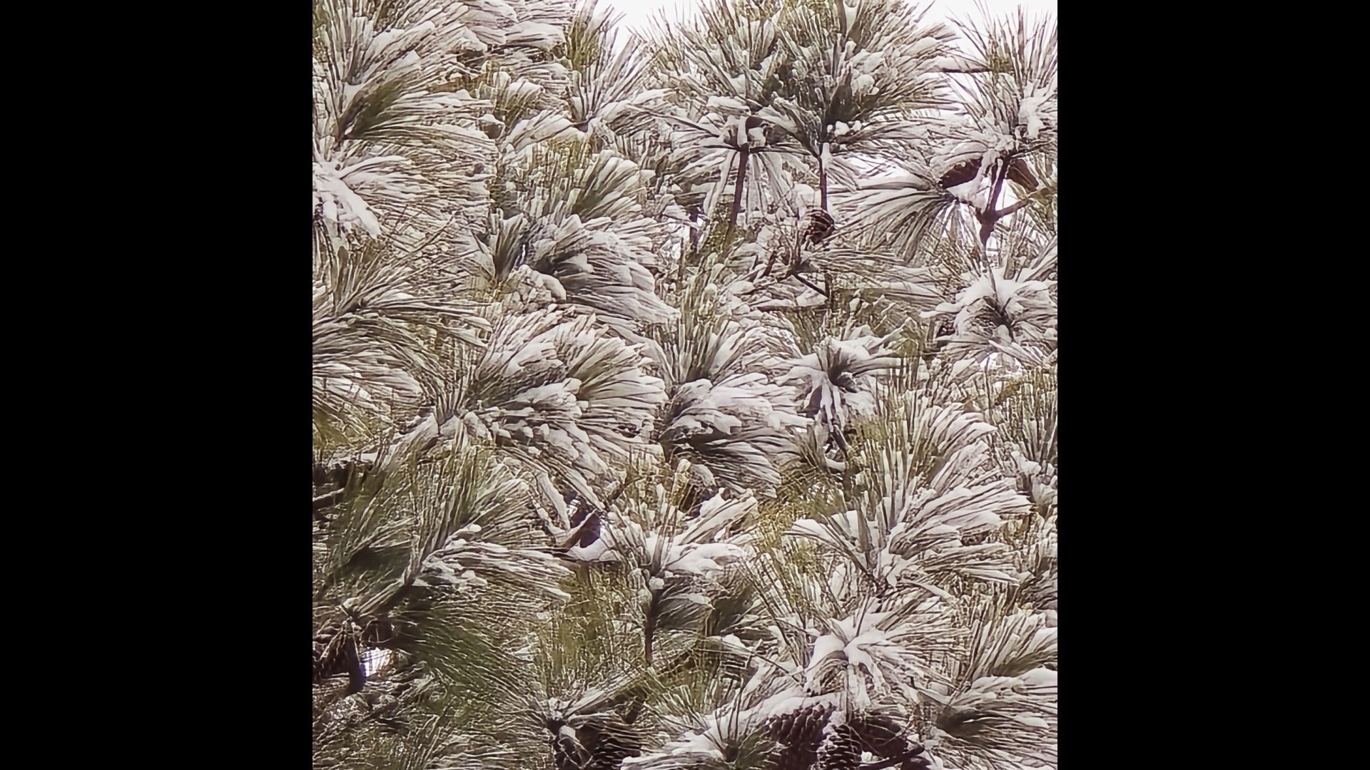 Live north Georgia weather updates as snow begins to fall | 11alive.com