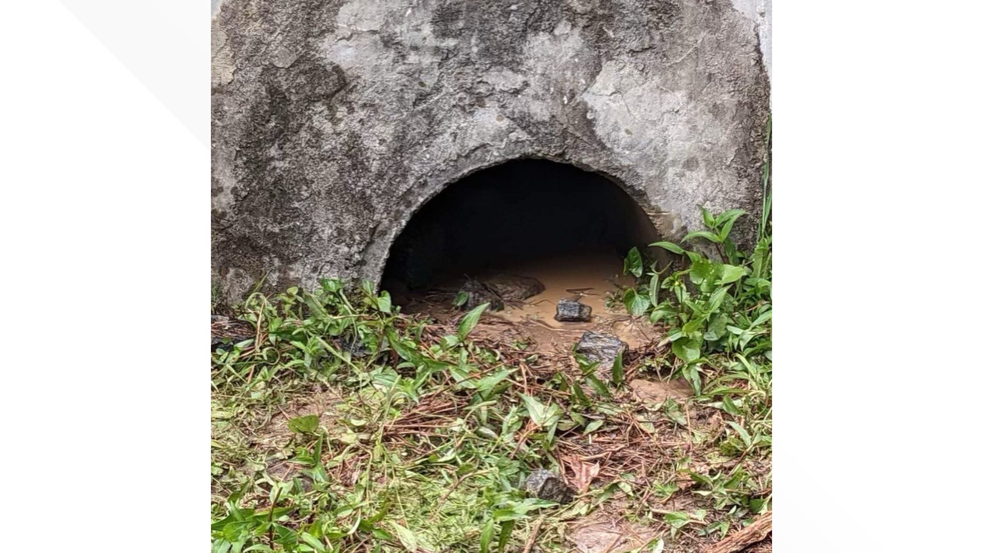 Cobb County crews rescue puppy from storm drain | 11alive.com