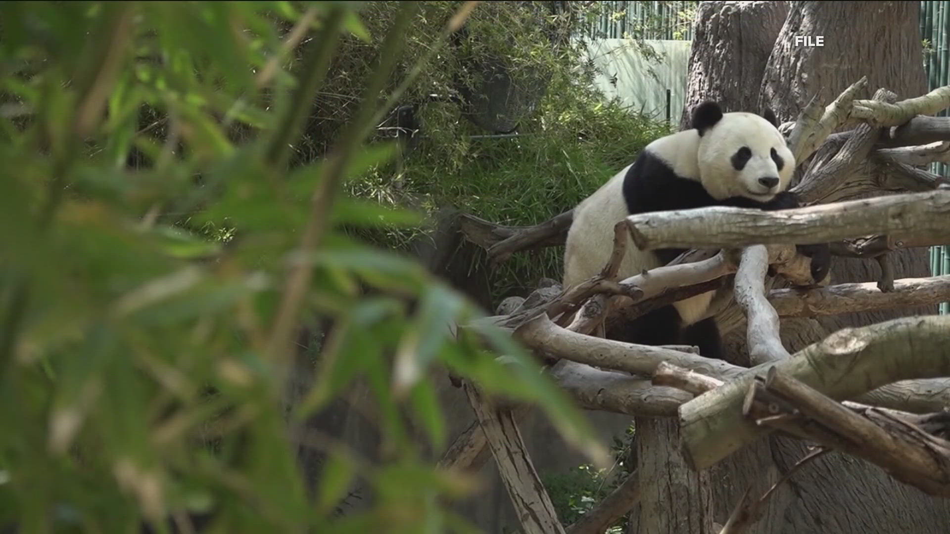 Zoo Atlanta giant pandas update | 11alive.com
