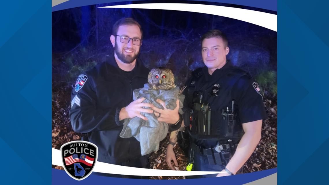 Another Owl takes unexpected Milton Police ride and gets emergency care ...