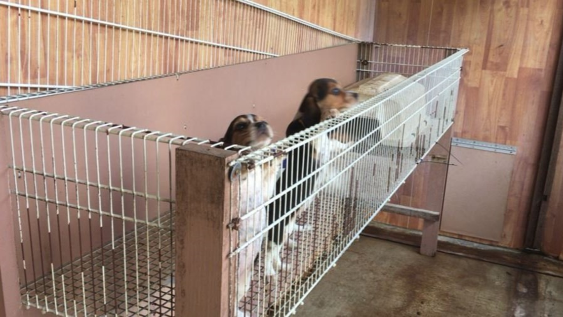 Hidden in plain sight: Sick animals, a jawless dog and a system that ...