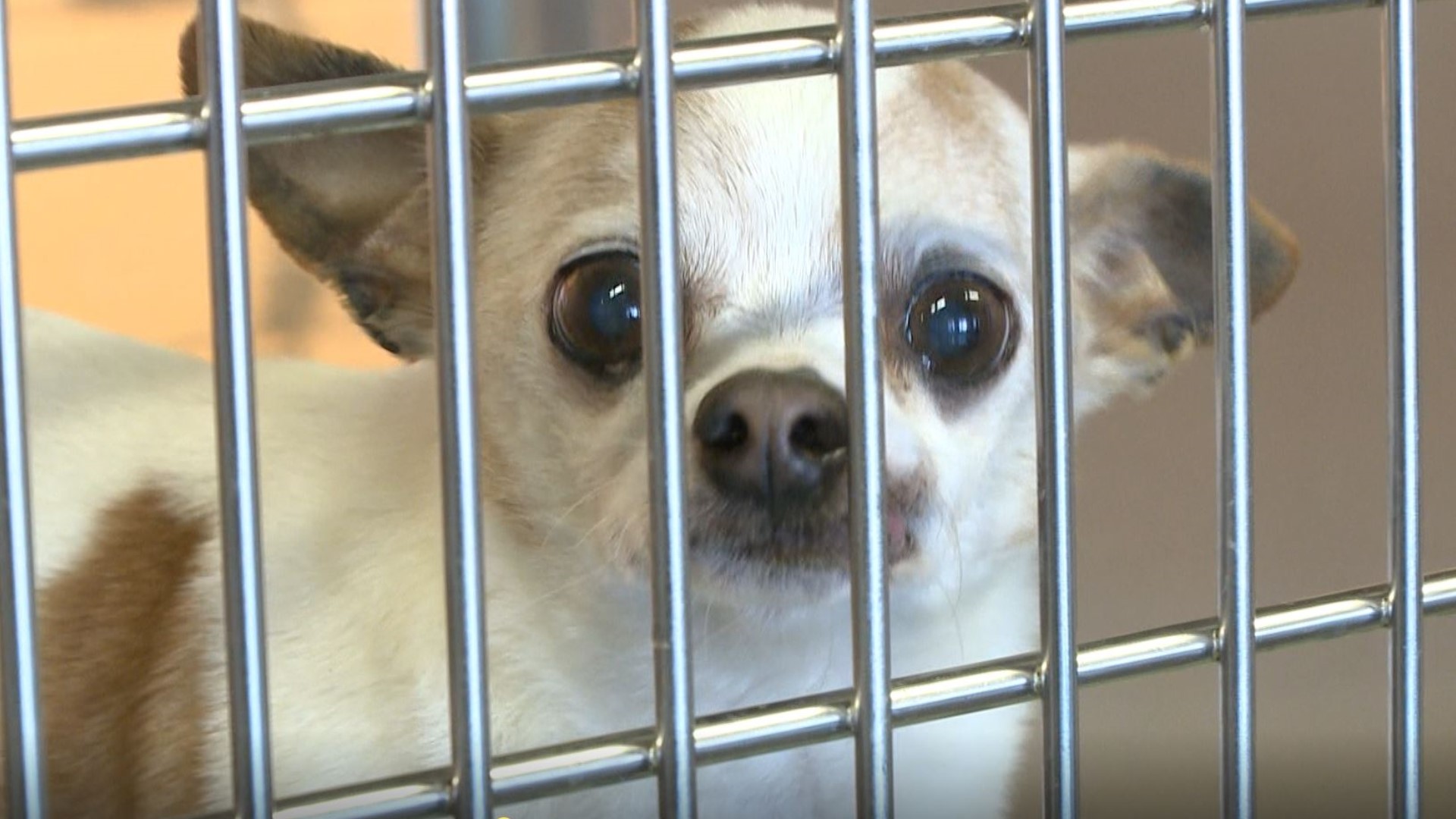 Animal abuse cases Georgia | Animal crimes prosecutor | 11alive.com