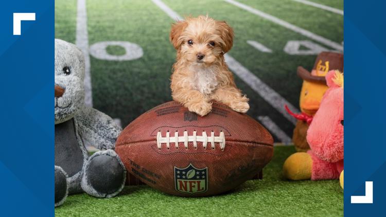 Puppy Bowl 2025 | Georgia pups | 11alive.com