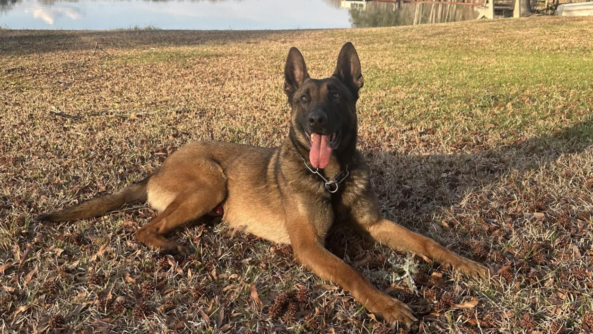 Coweta County K-9 hit by vehicle during bank robbery suspect ...