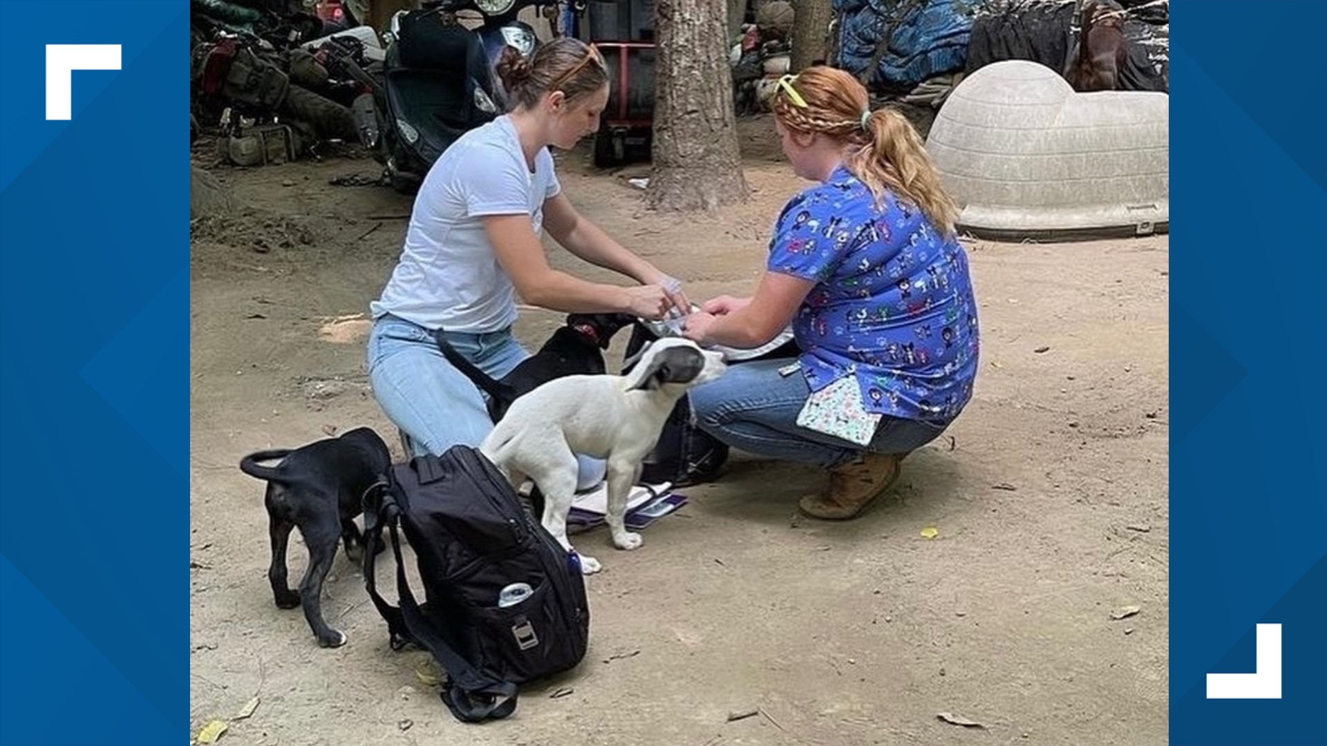 Project Street Vet Atlanta helps pets with homeless owners | 11alive.com