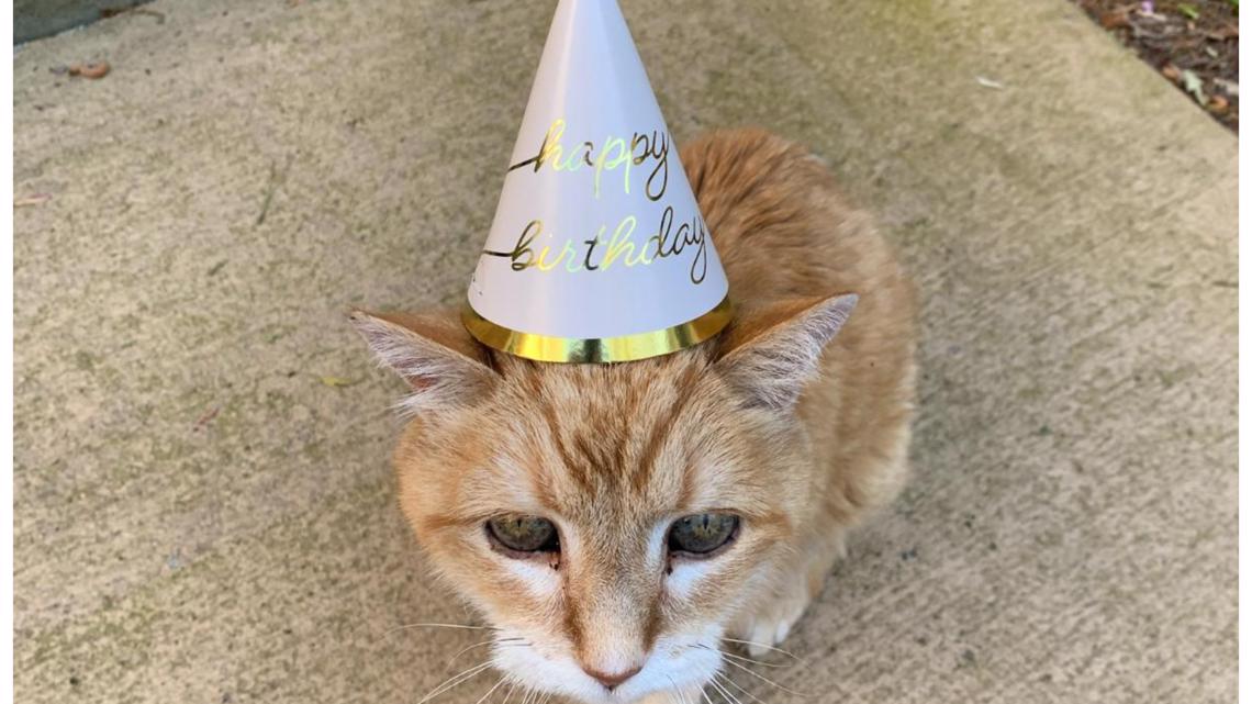 Fayette County cat, Merlin turns 22 -- could be oldest in Georgia ...