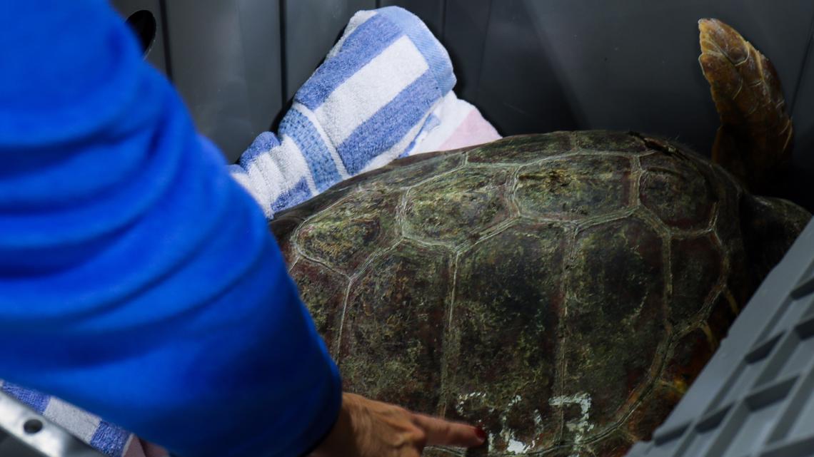 Smallest sea turtle, others rescued by Georgia Aquarium: Photos ...