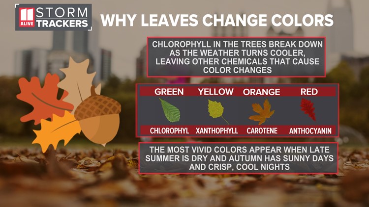 When to see the fall leaves in north Georgia | 11alive.com