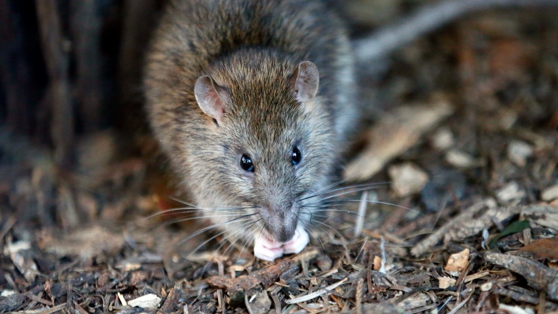 Atlanta ranks as one of rattiest cities in United States | 11alive.com