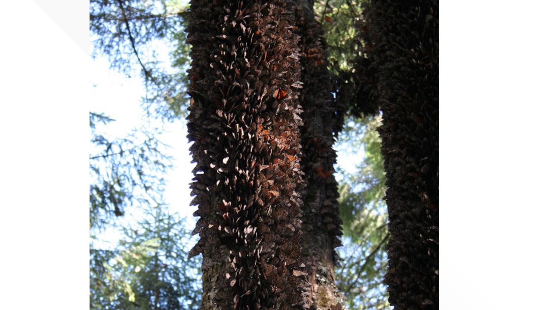 Monarch butterfly decline, migration | How to help in Georgia | 11alive.com