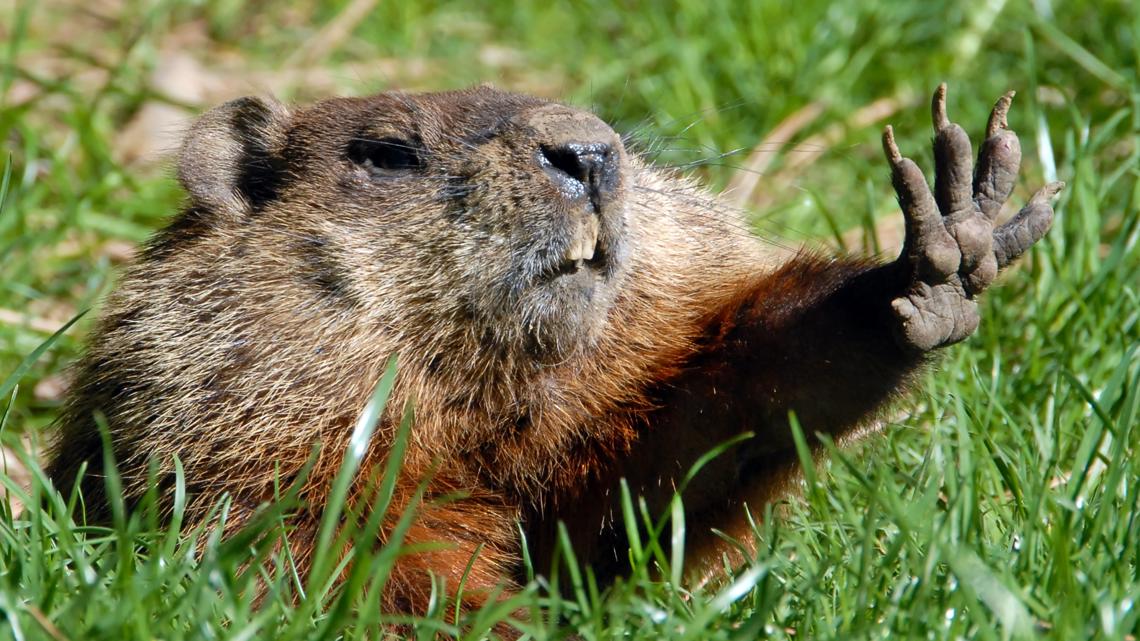 How accurate is Georgia's groundhog | General Beauregard Lee | 11alive.com