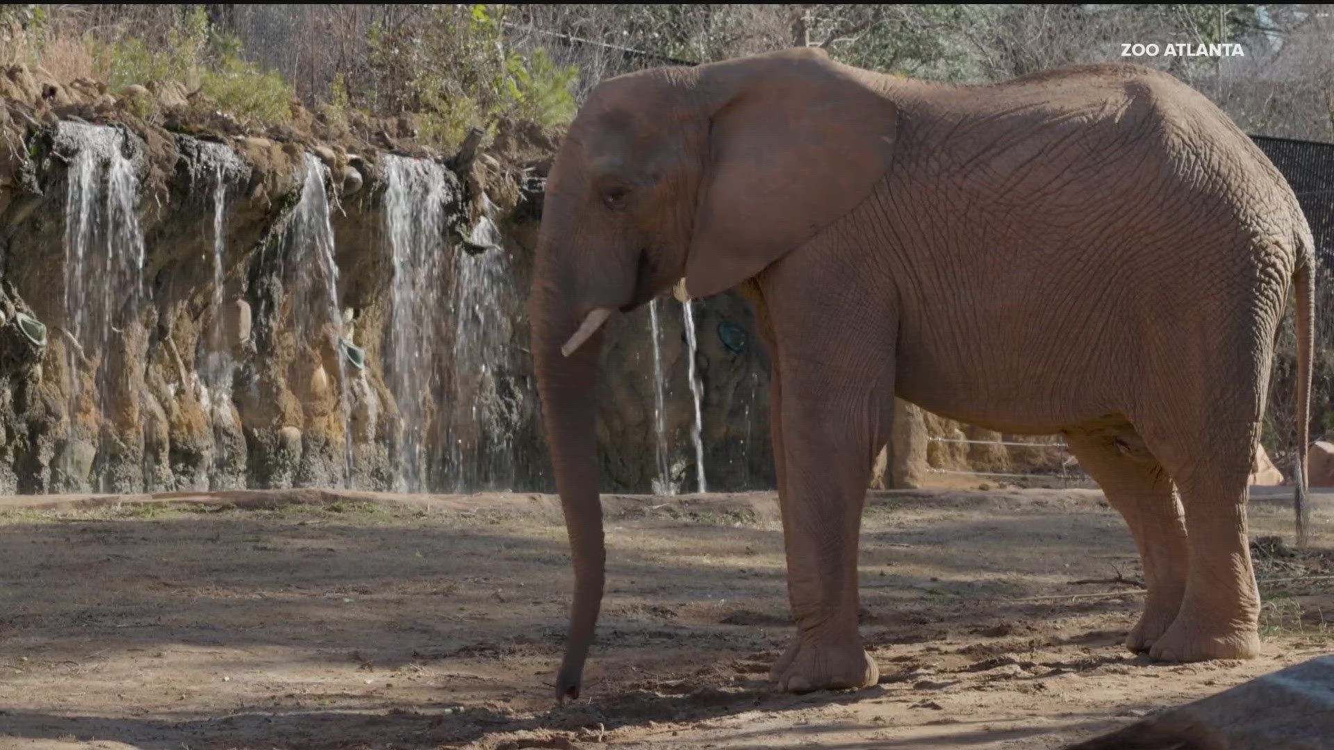 Meet the newest addition to Zoo Atlanta, African elephant Titan ...