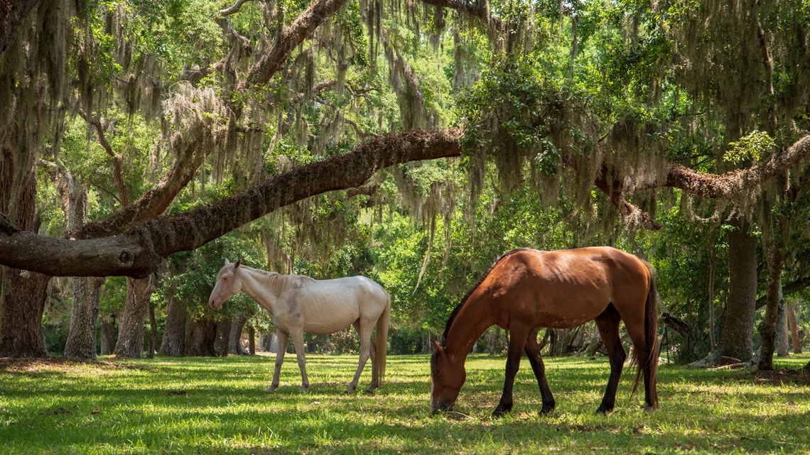 Cumberland Island Georgia wild horses lawsuit | 11alive.com