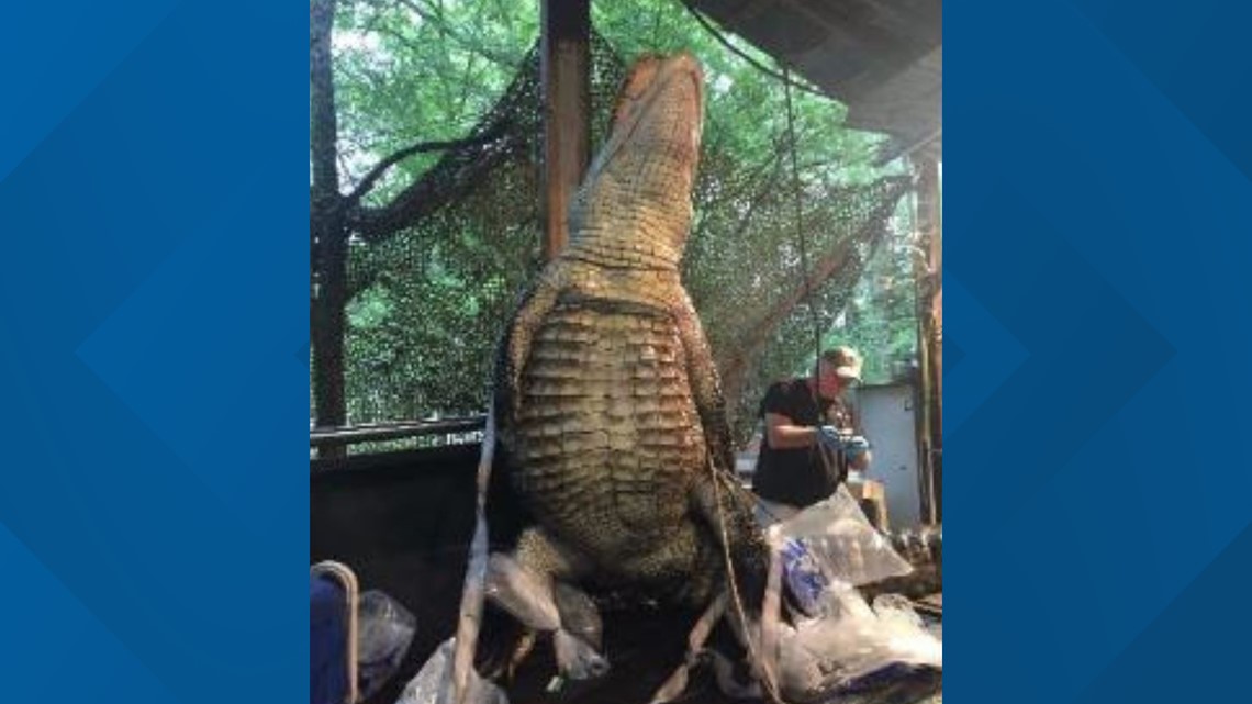 300 pound gator caught in Richmond County, Georgia | 11alive.com