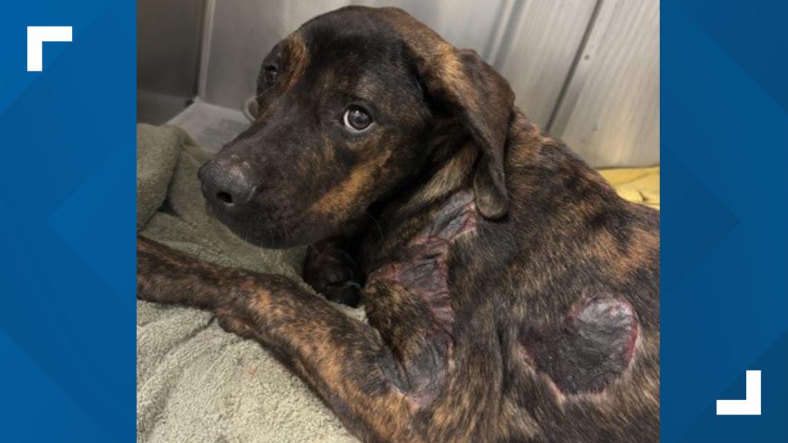 Dogs dragged behind car by rope | Reward for suspect | 11alive.com