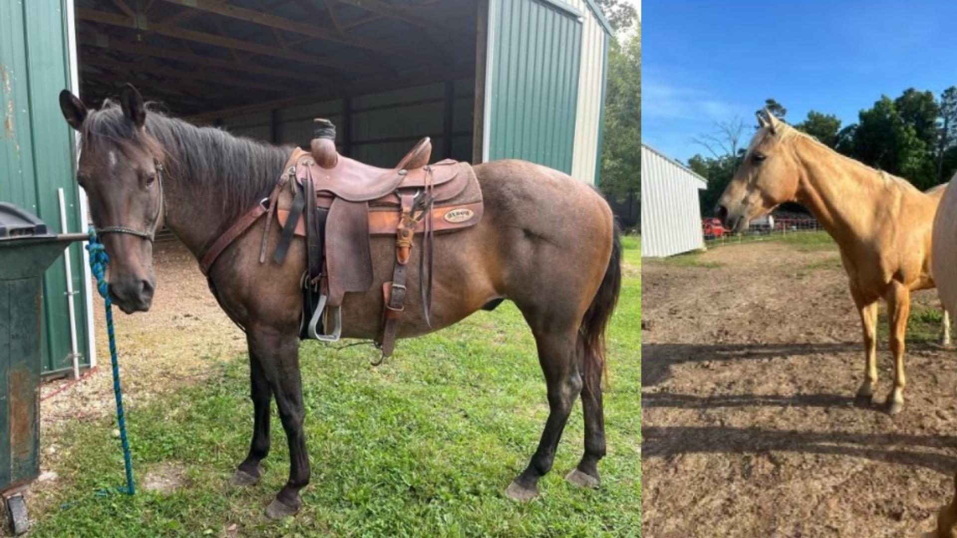 Horse theft ring stopped in Georgia | 11alive.com