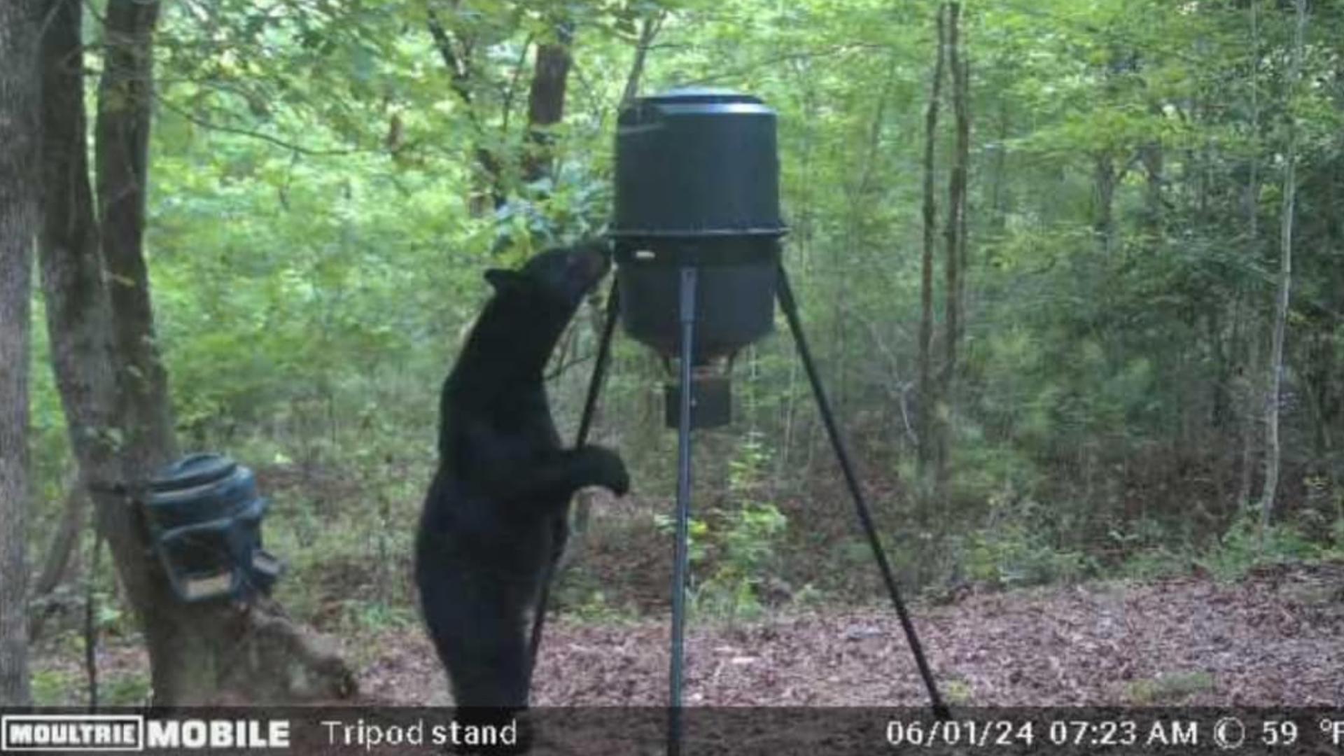 Butts County bear near Fincherville Road, Buster Brown Road | 11alive.com