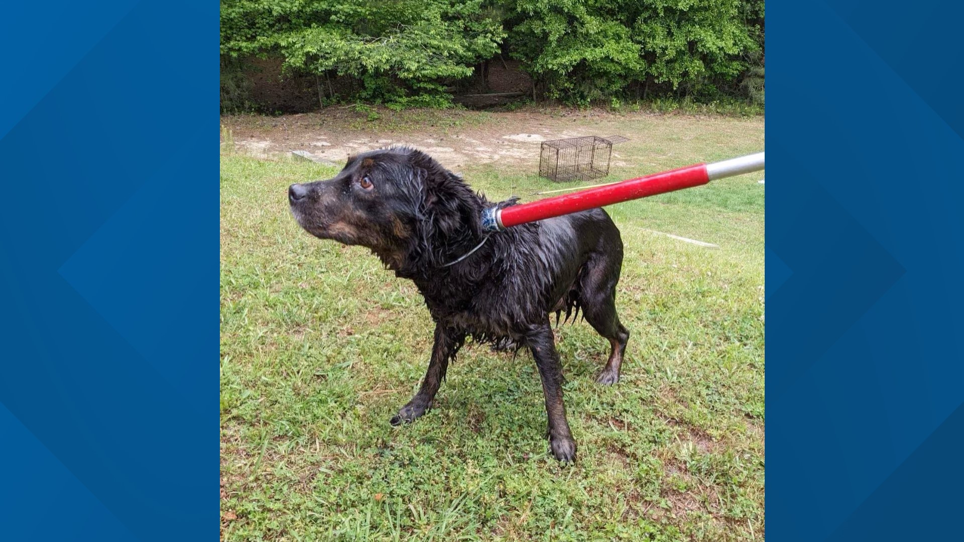 Cobb County crews rescue puppy from storm drain | 11alive.com