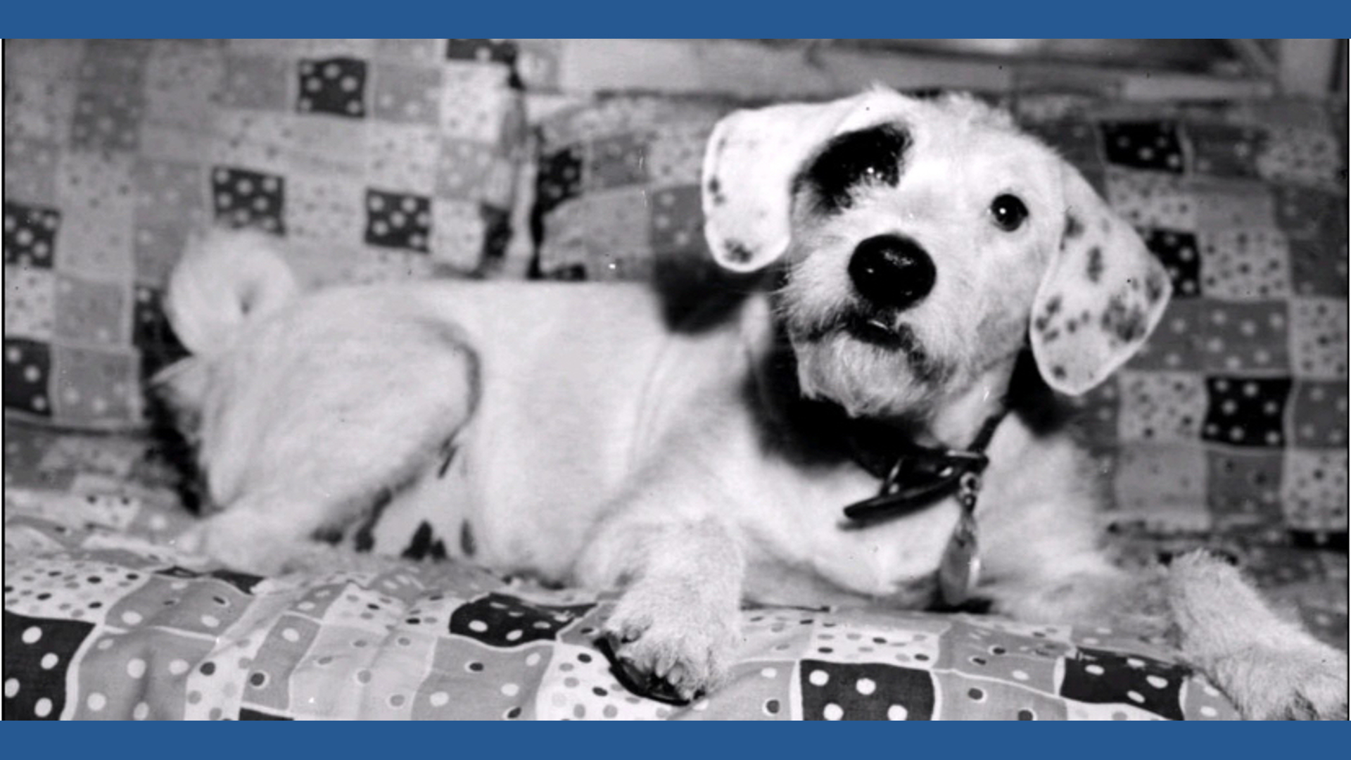 Pennies, pups, and finals: Georgia Tech students find comfort in campus ...