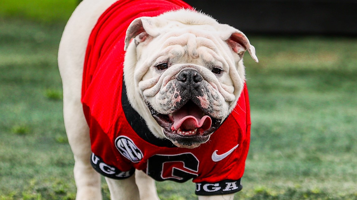 New UGA bulldog mascot Uga XI Boom | 11alive.com