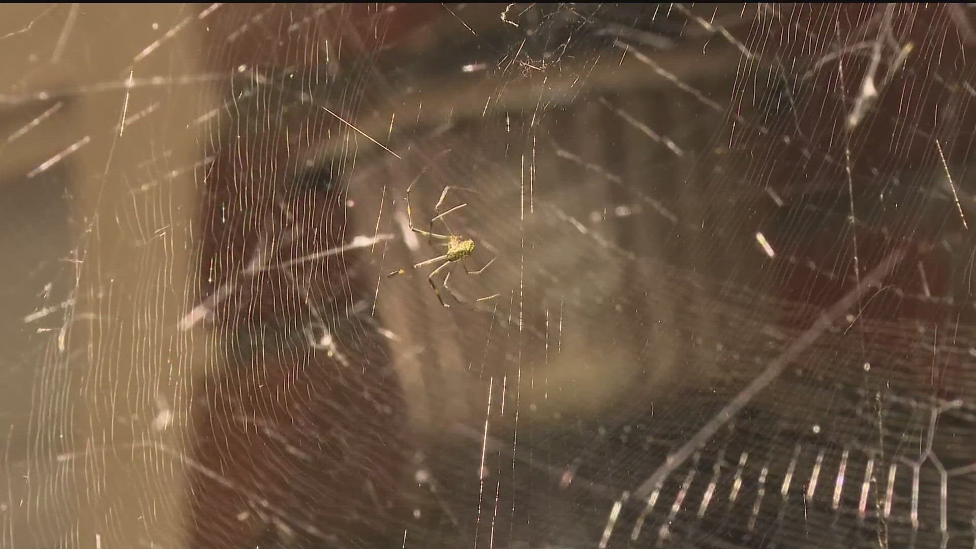 Contest to track Joro-spiders | 11alive.com