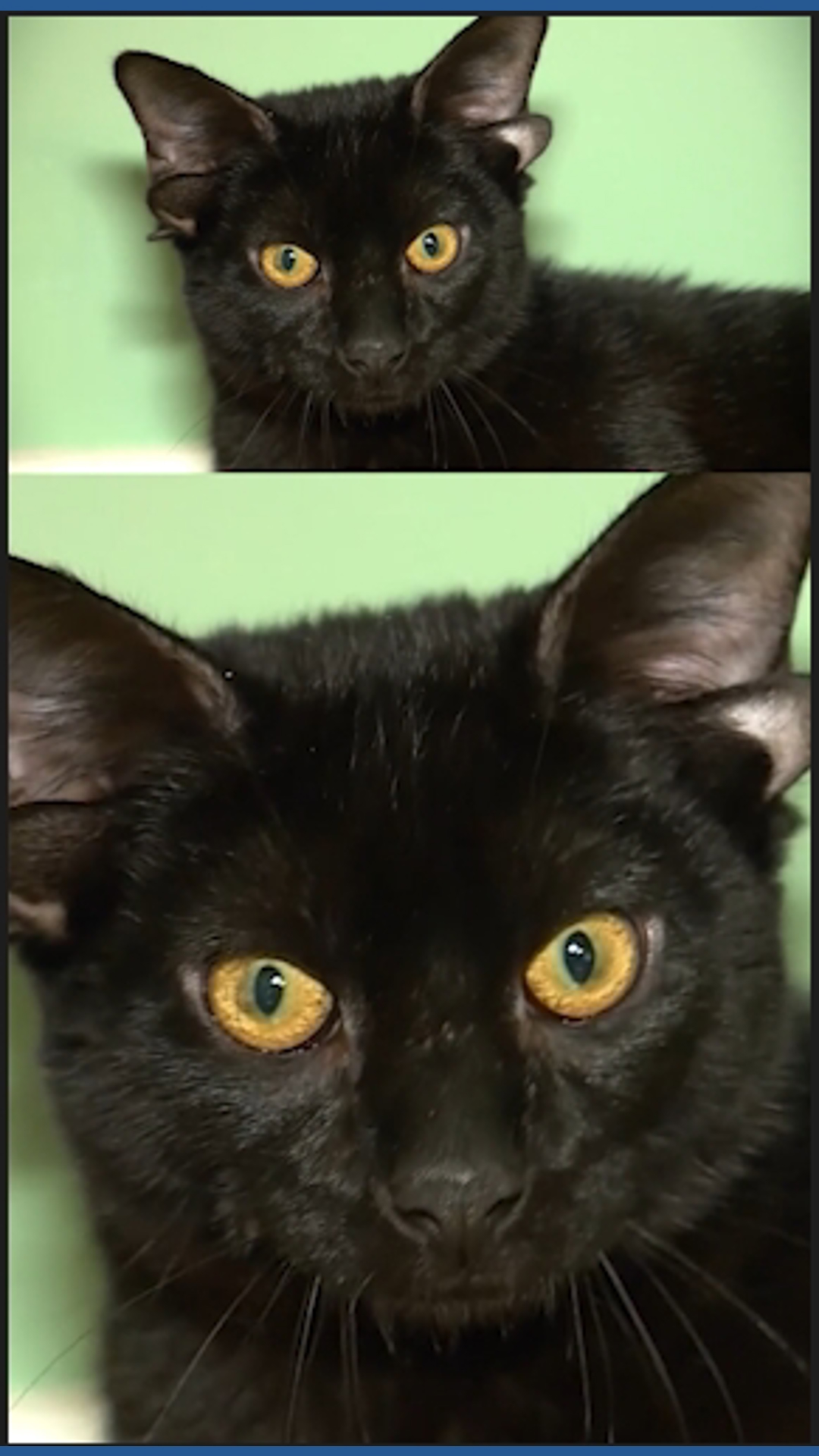4-eared cat up for adoption | 11alive.com