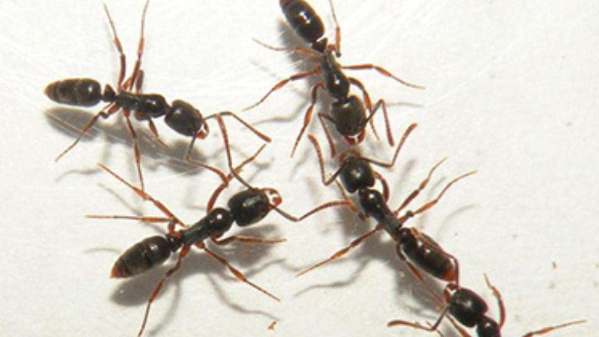 Asian needle ant in Georgia | 11alive.com