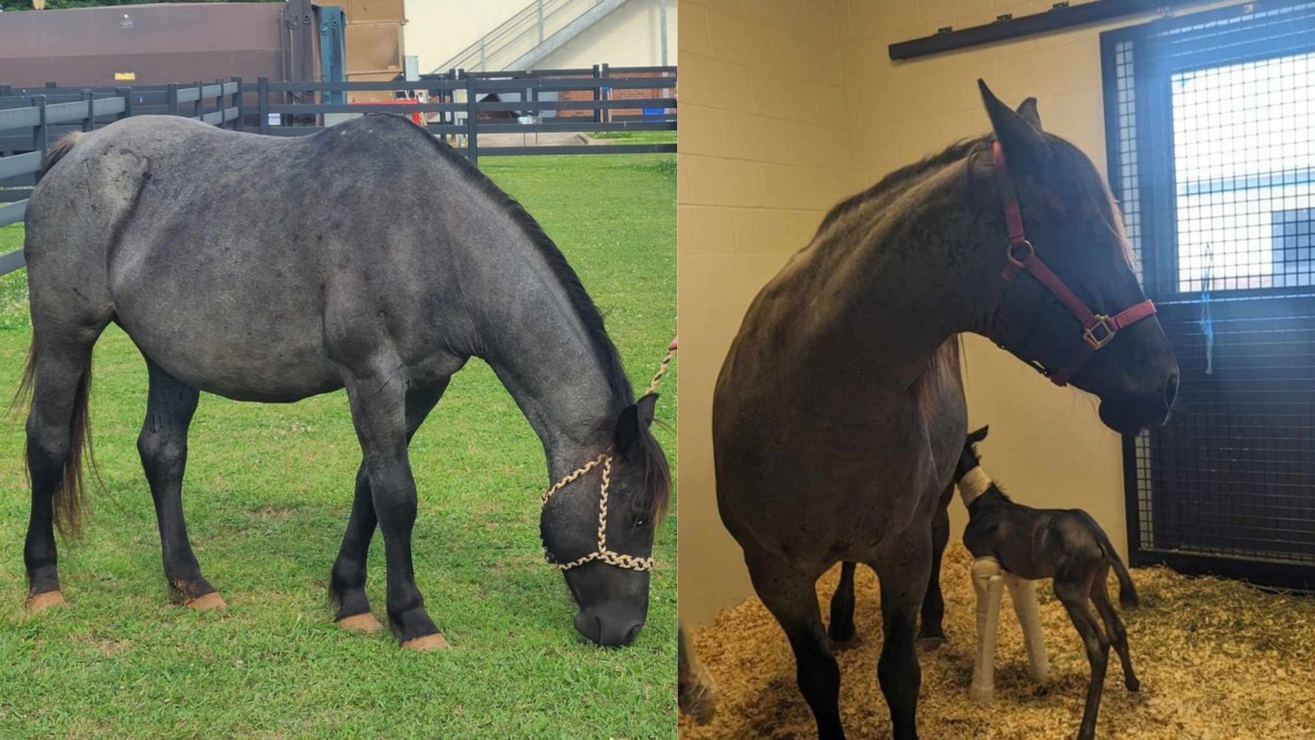 Photos: Horse gives rare birth to twins at UGA vet hospital | 11alive.com