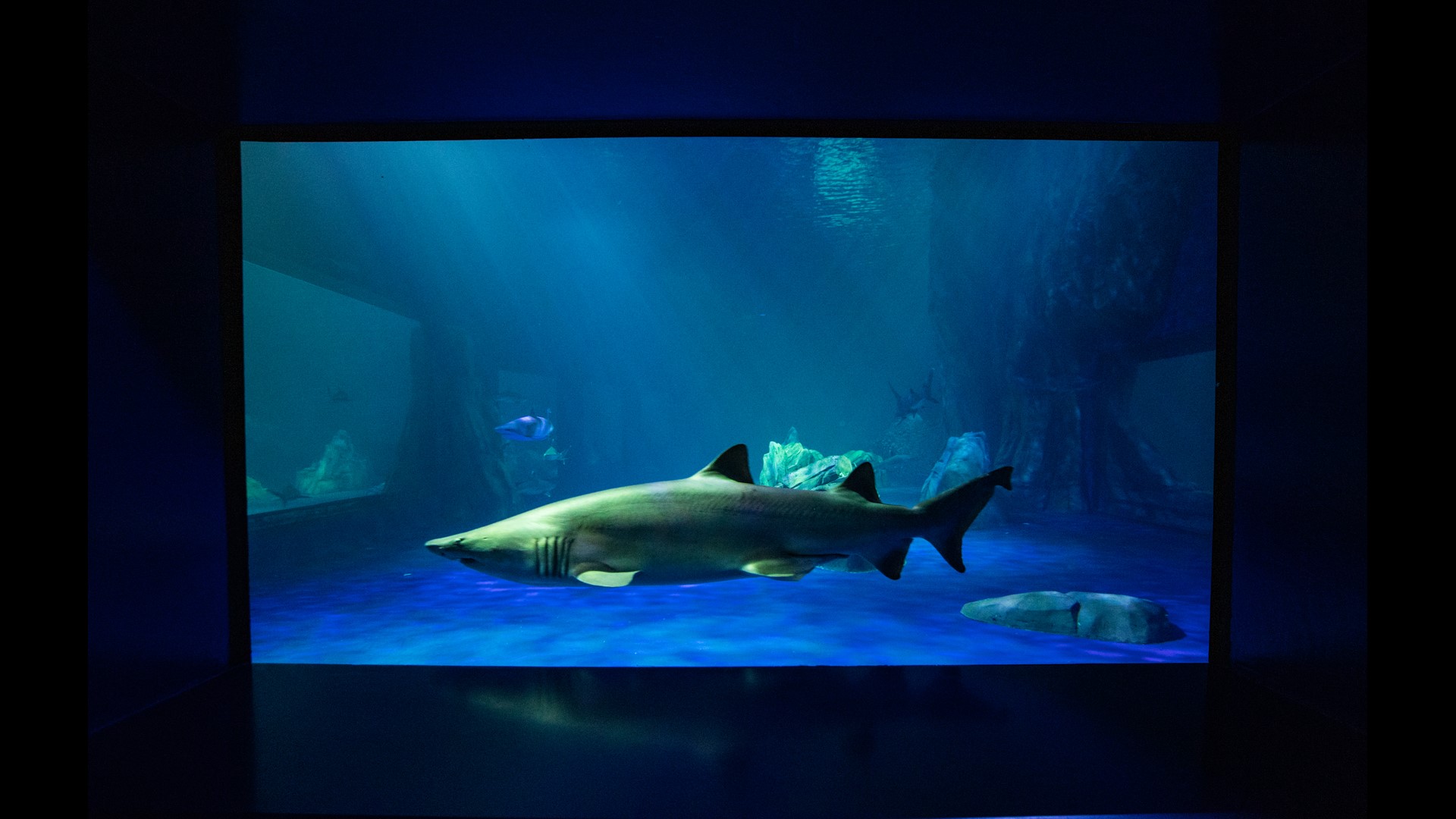 Inside SHARKS! Predators of the deep Georgia Aquarium's exhibit ...