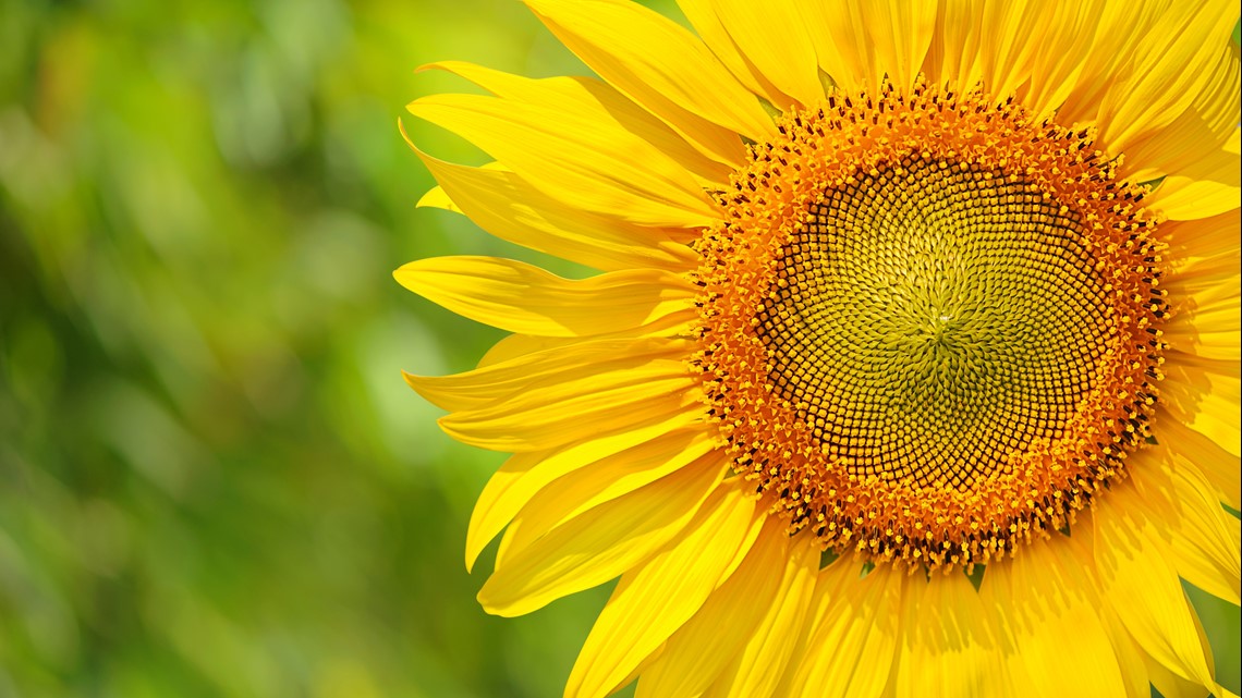 Anderson Sunflower Farm re-opening next month! | 11alive.com