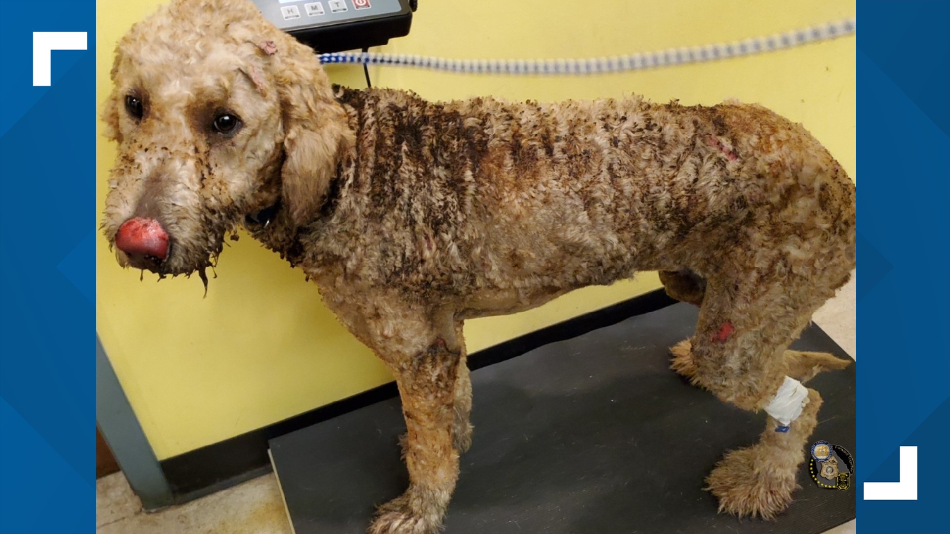 Dog Days Rescue seeks help for Will, a dog burned in 2021 | 11alive.com