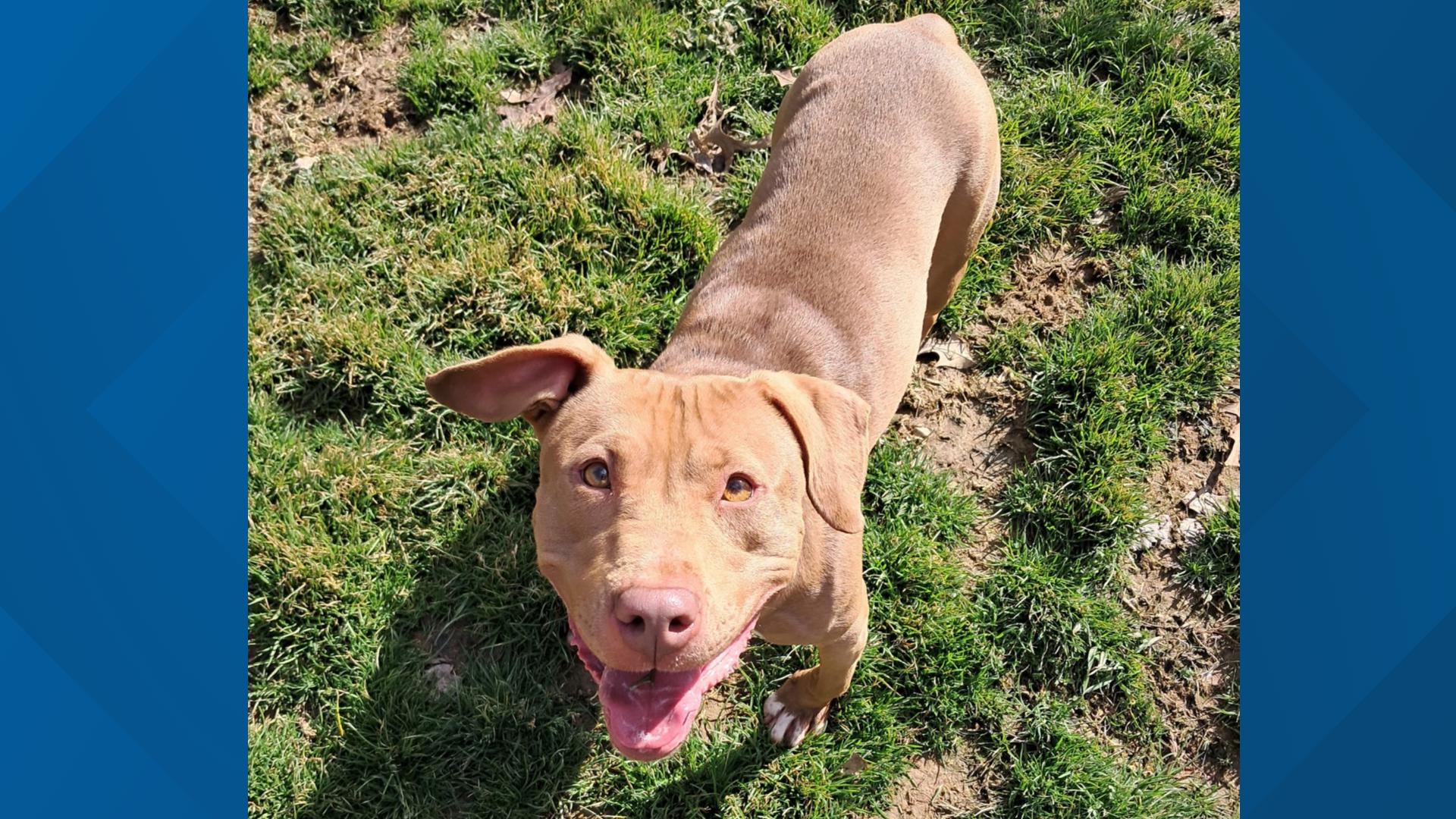 Georgia animal abuse case | Man sentenced to 475 years | 11alive.com