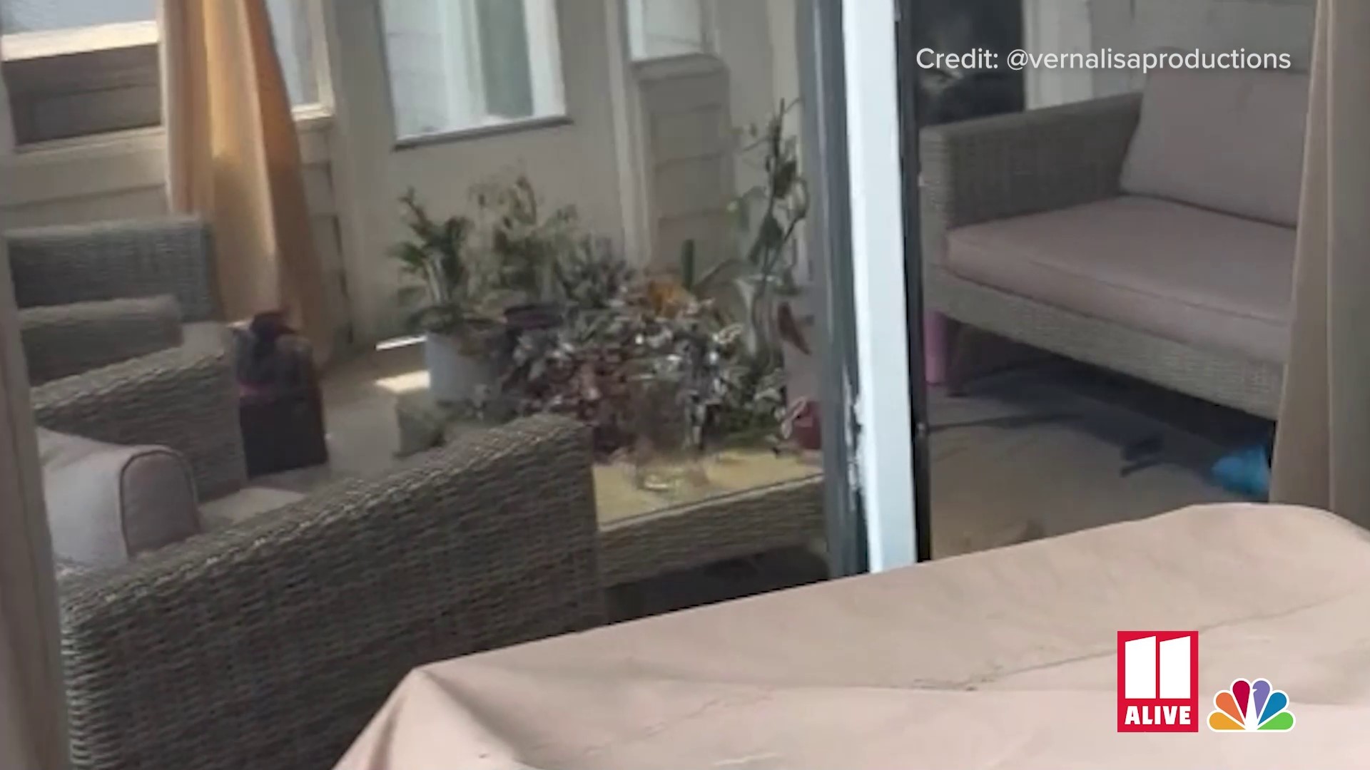 Georgia couple finds vulture inside their home | 11alive.com