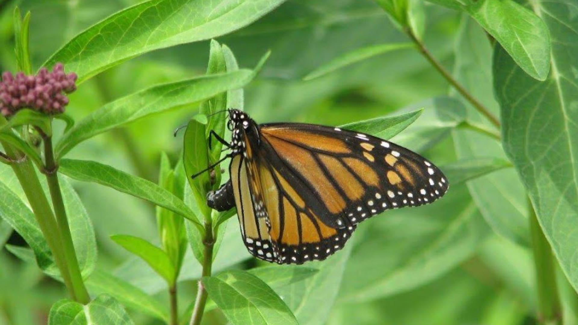 Monarch butterfly endangered species act | How to help | 11alive.com