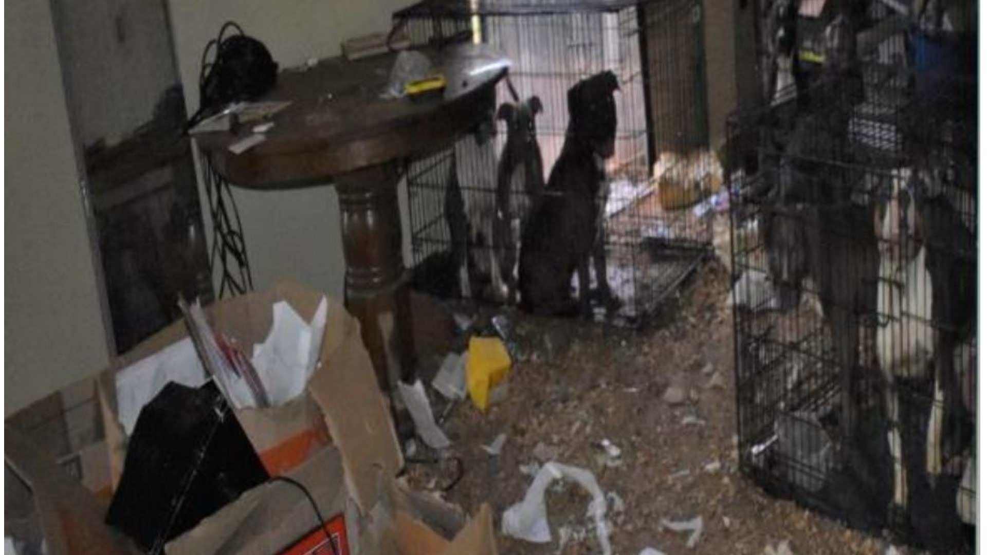 16 animals rescued from deplorable home | 11alive.com
