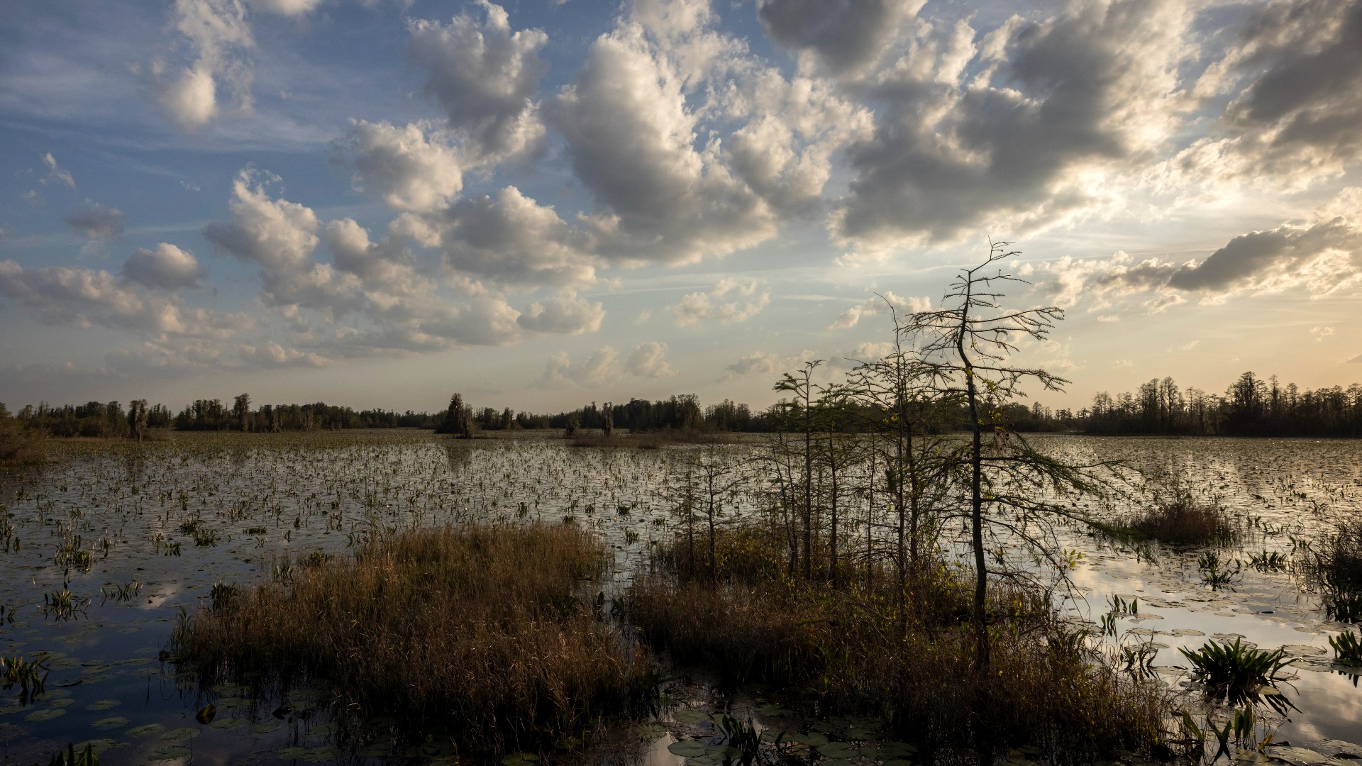 Okefenokee Swamp Georgia nomination for UNESCO recognition | 11alive.com