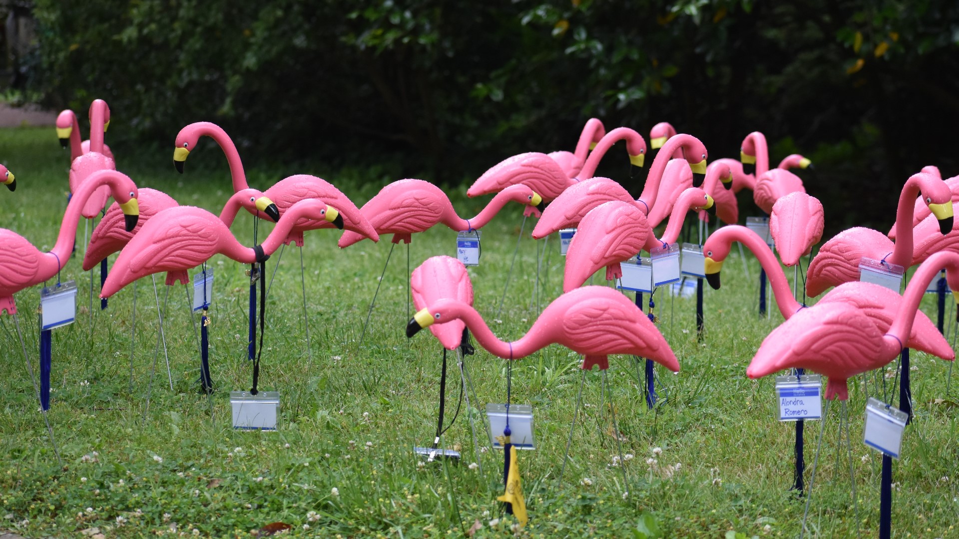 High school seniors in Druid Hills pull off 'flamingo' prank | 11alive.com