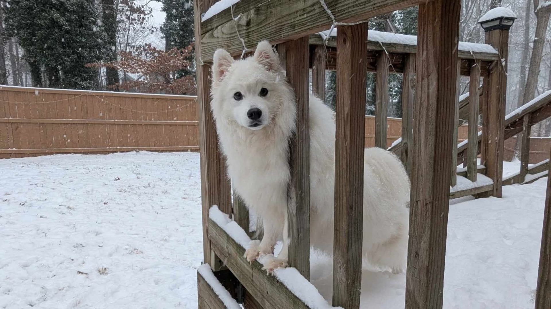 Pets in snow in metro Atlanta | Photos | 11alive.com