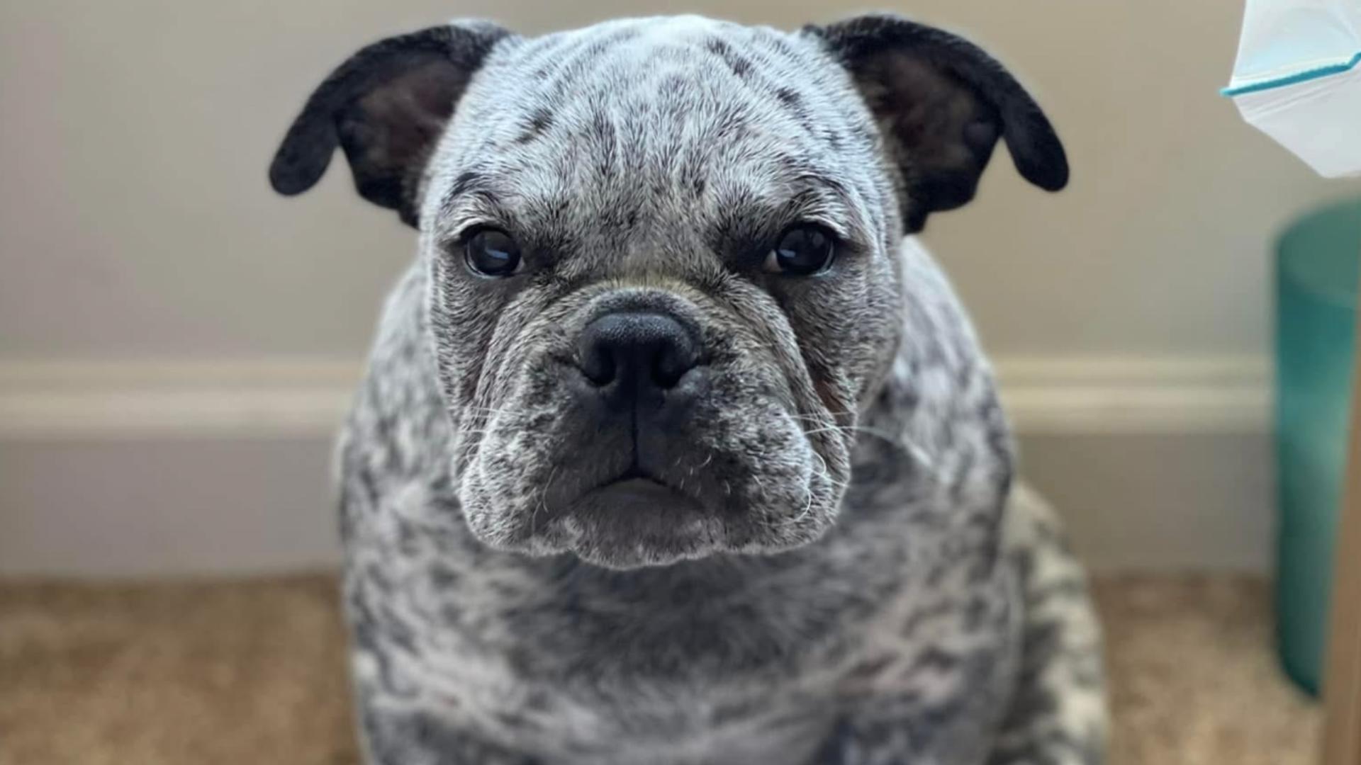 Clayton County woman seeks answers after bulldog dies at groomer ...