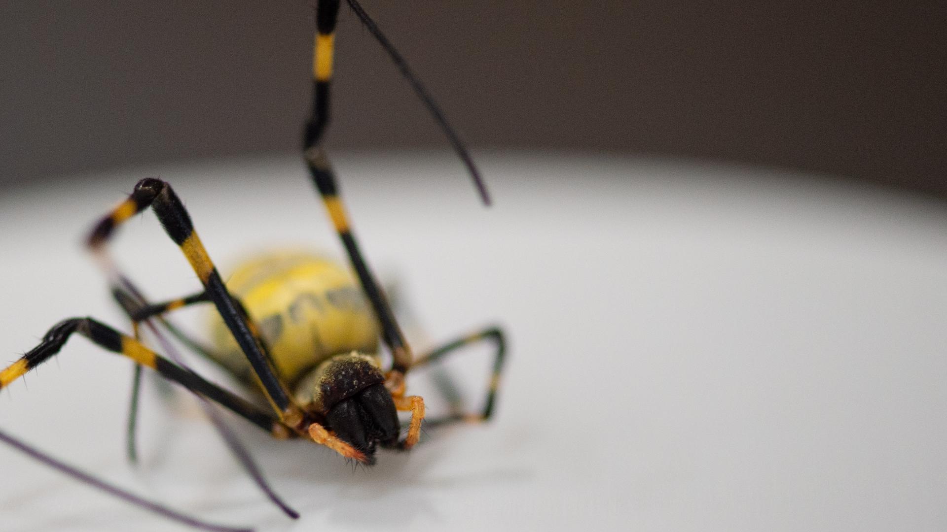 Georgia Gwinnett College finds bacteria in Joro spider | 11alive.com