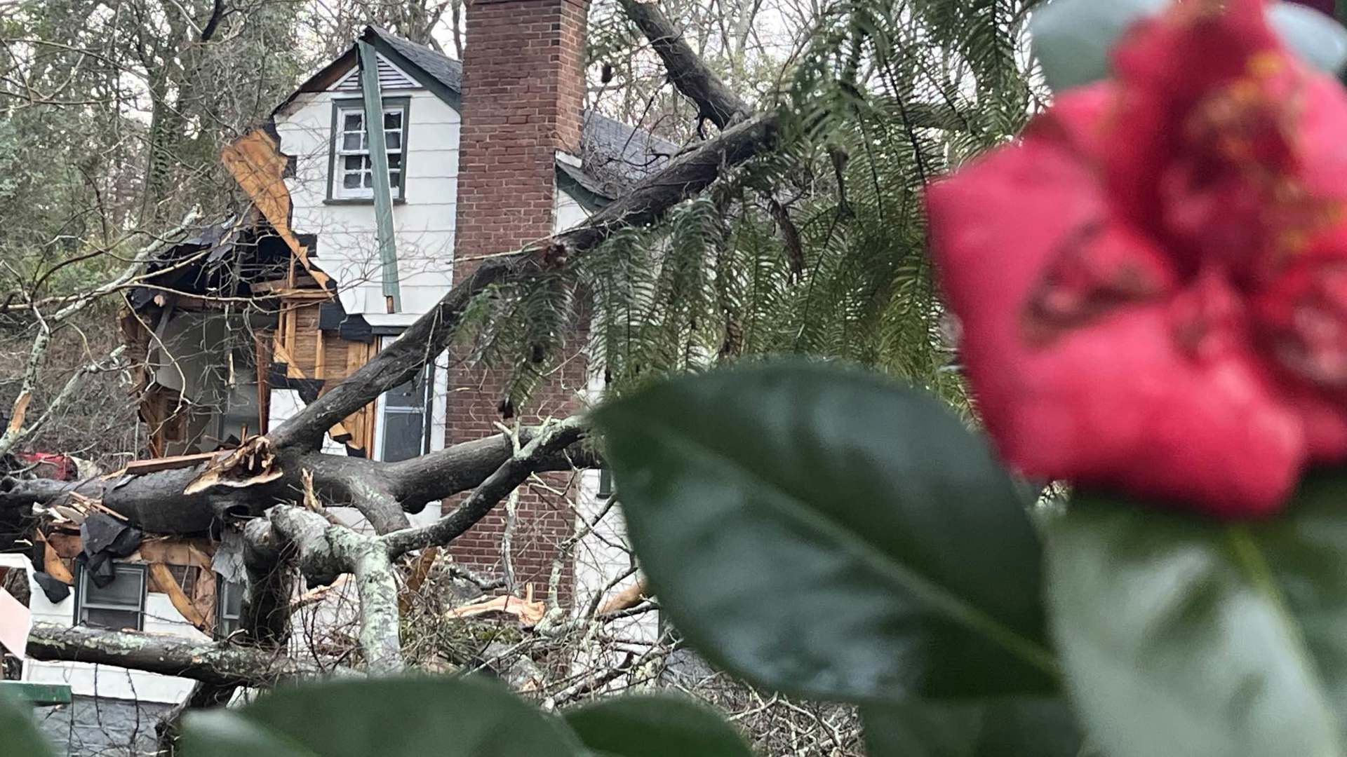 Photos: Man killed after massive tree falls onto Grove Park home in ...