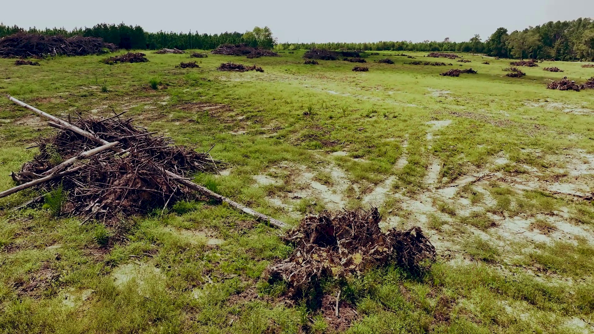 Impacts on Georgia's timber industry continue one year after Hurricane ...