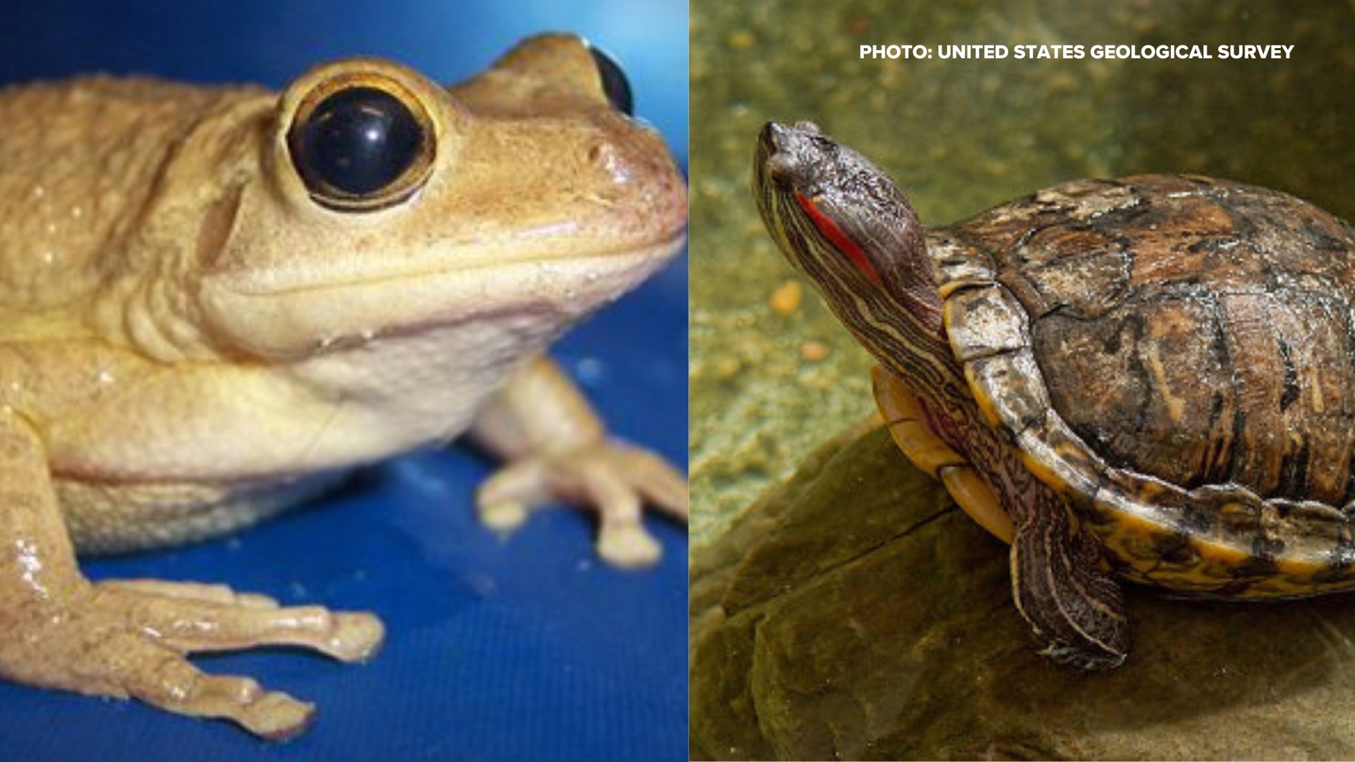 Potential invasive species spreading in Georgia after Hurricane Helene ...