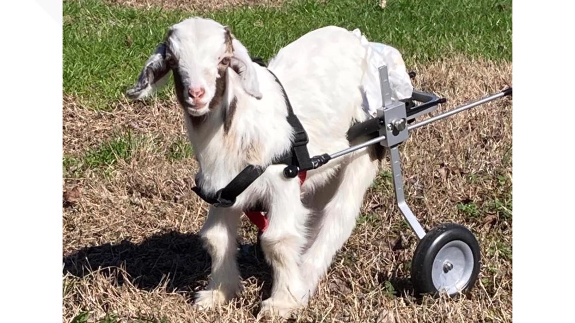 Georgia goat with spine disease gets new wheelchair | 11alive.com