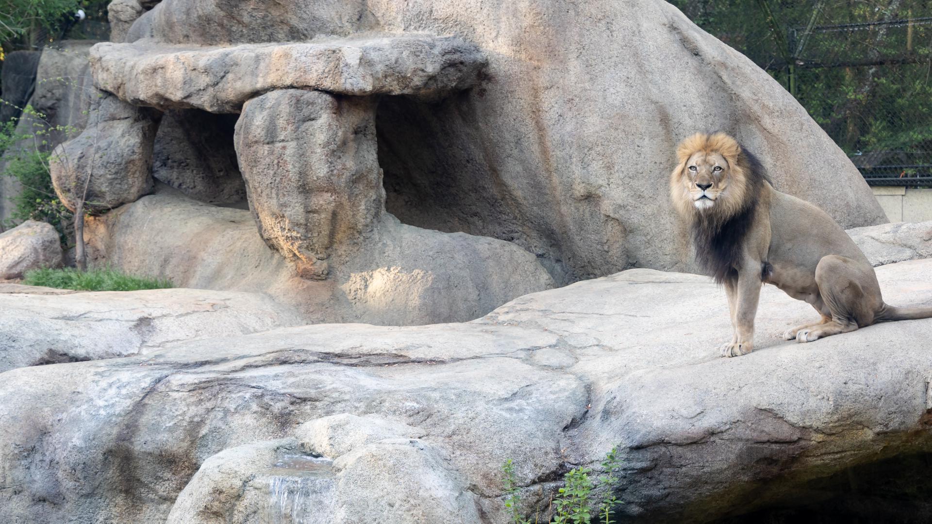 Zoo Atlanta reveals new lion complex | 11alive.com