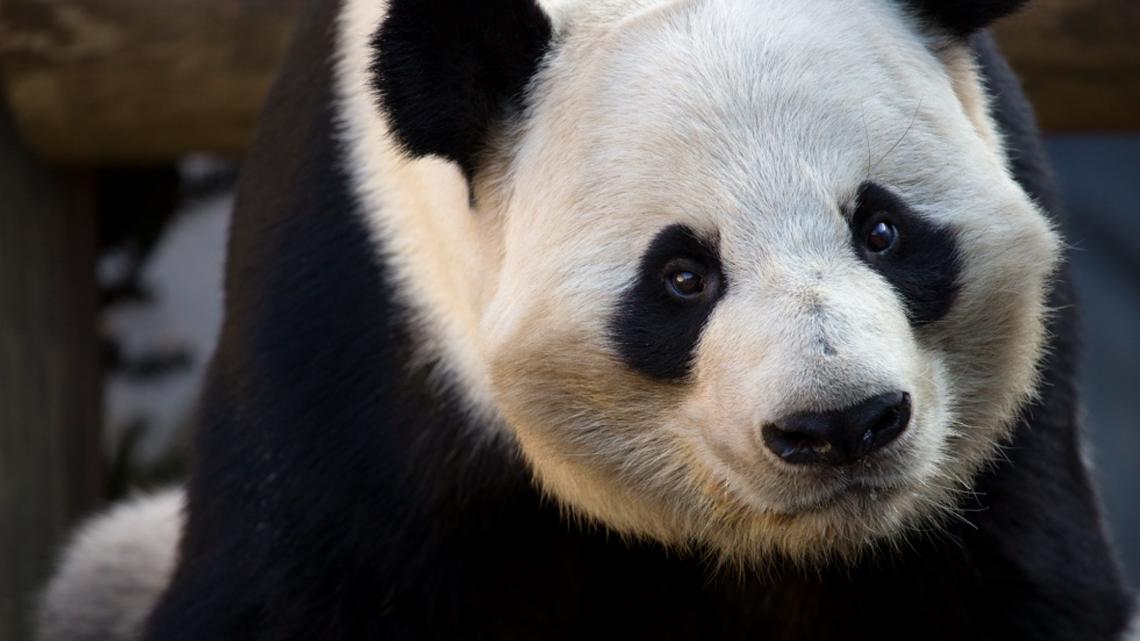 Zoo Atlanta giant pandas update | 11alive.com