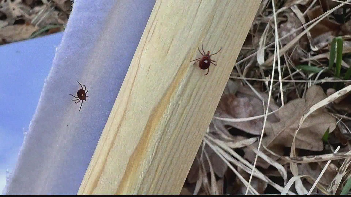 These small ticks can cause big problems | 11alive.com