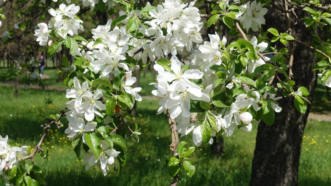 Pollen count in Atlanta | 11alive.com